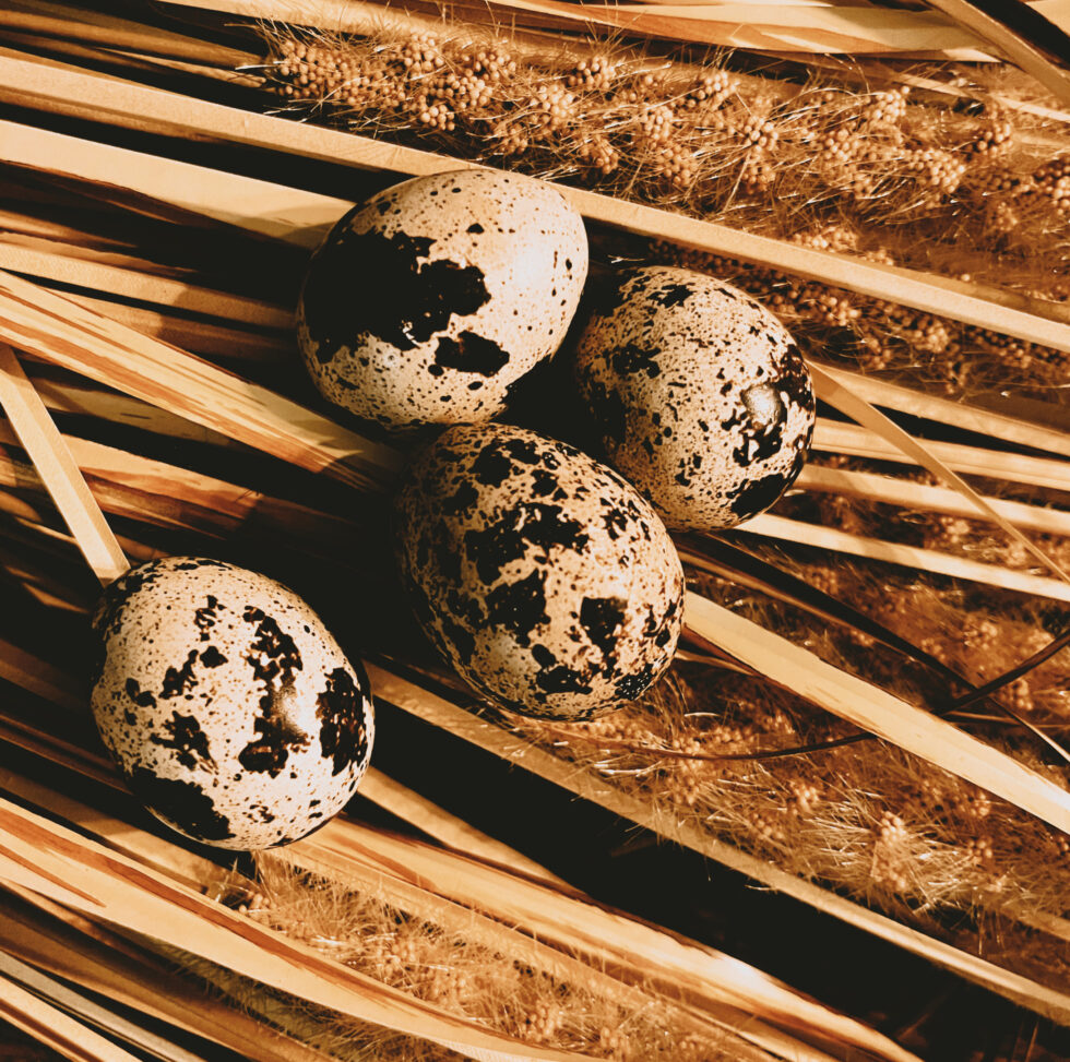 Wachtelei gesund und lecker - Vorteile gegenüber Hühnereiern?!