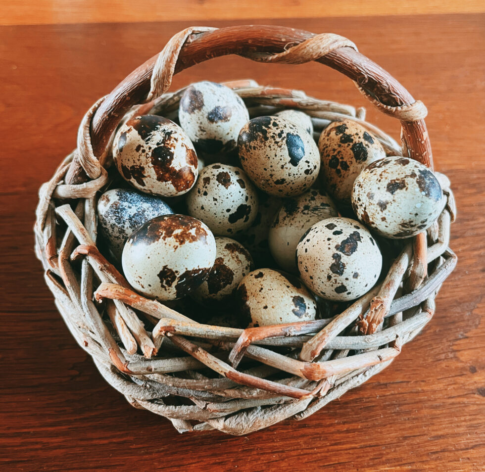 Wachtelei gesund und lecker - Vorteile gegenüber Hühnereiern?!